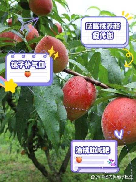 桃子的功效与作用有哪些_桃子怎么吃最养生-第2张图片-山城妙识 桃子的功效与作用有哪些_桃子怎么吃最养生-第2张图片-山城妙识