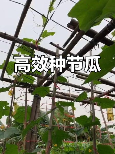 节瓜怎么种_节瓜种植视频教程-第1张图片-山城妙识 节瓜怎么种_节瓜种植视频教程-第1张图片-山城妙识