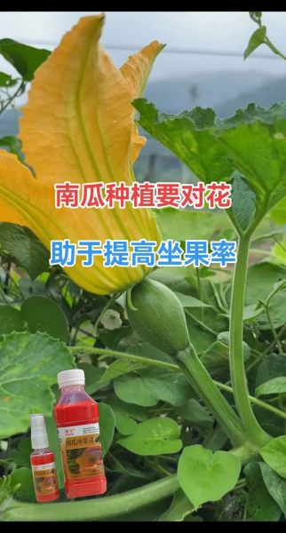 节瓜怎么种_节瓜种植视频教程-第2张图片-山城妙识 节瓜怎么种_节瓜种植视频教程-第2张图片-山城妙识