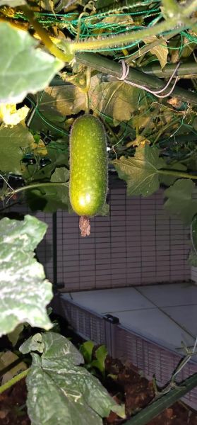 节瓜怎么种_节瓜种植视频教程-第3张图片-山城妙识 节瓜怎么种_节瓜种植视频教程-第3张图片-山城妙识