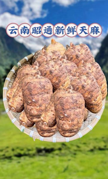 天麻长什么样子_新鲜天麻图片特征-第1张图片-山城妙识 天麻长什么样子_新鲜天麻图片特征-第1张图片-山城妙识