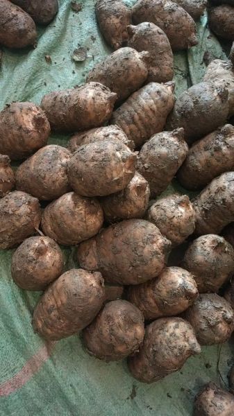 天麻长什么样子_新鲜天麻图片特征-第2张图片-山城妙识 天麻长什么样子_新鲜天麻图片特征-第2张图片-山城妙识