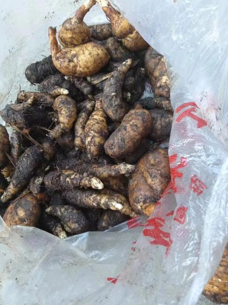 天麻长什么样子_新鲜天麻图片特征-第3张图片-山城妙识 天麻长什么样子_新鲜天麻图片特征-第3张图片-山城妙识