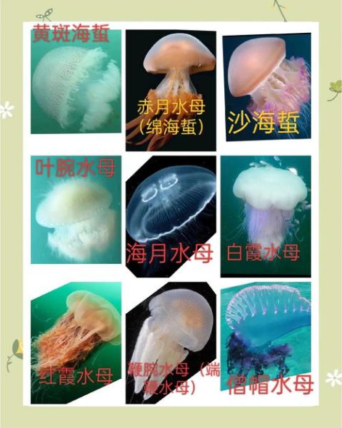 水母图片大全大图真实_如何辨别真假水母照片-第3张图片-山城妙识