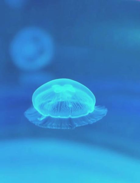 水母图片大全大图真实_如何辨别真假水母照片-第2张图片-山城妙识