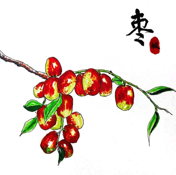 红枣图片大全大图简笔_红枣简笔画怎么画-第1张图片-山城妙识 红枣图片大全大图简笔_红枣简笔画怎么画-第1张图片-山城妙识