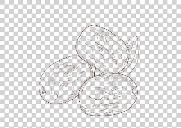 红枣图片大全大图简笔_红枣简笔画怎么画-第3张图片-山城妙识 红枣图片大全大图简笔_红枣简笔画怎么画-第3张图片-山城妙识