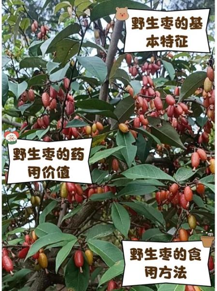 鲜枣子的功效与作用_鲜枣子一天吃几个最好-第3张图片-山城妙识