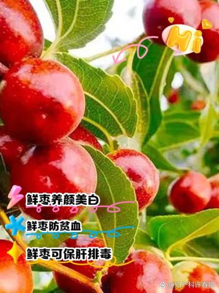 鲜枣子的功效与作用_鲜枣子一天吃几个最好-第1张图片-山城妙识