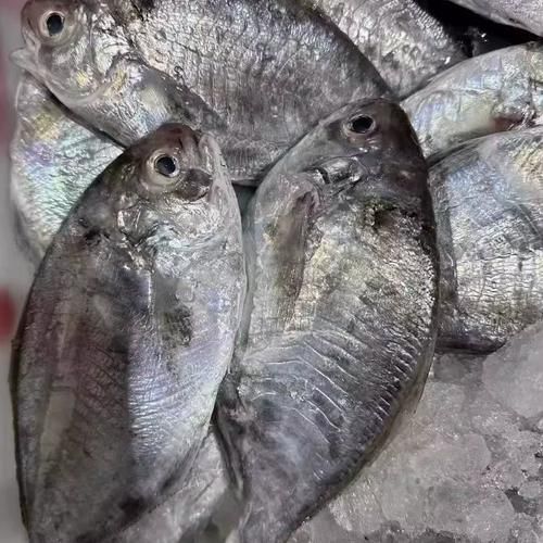 扁平鱼种类图片_扁平鱼怎么区分-第2张图片-山城妙识