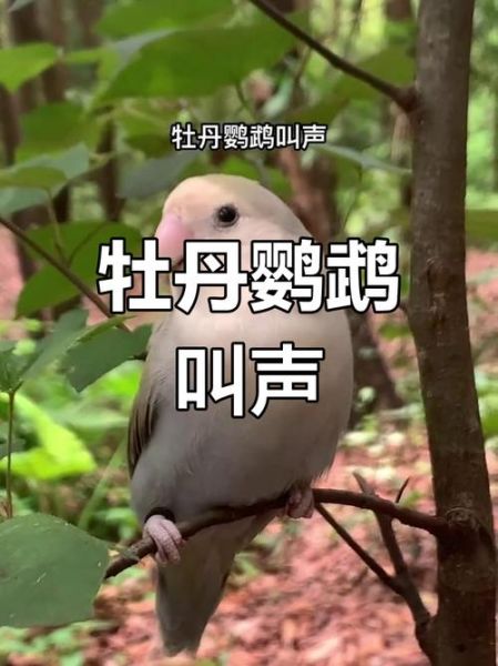 牡丹鹦鹉会说话吗_牡丹鹦鹉能学会人话吗-第1张图片-山城妙识