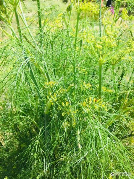 小茴香和孜然的区别_怎么区分小茴香与孜然-第2张图片-山城妙识