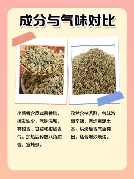小茴香和孜然的区别_怎么区分小茴香与孜然-第3张图片-山城妙识