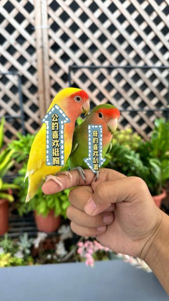 牡丹鹦鹉会说话吗_牡丹鹦鹉能学会人话吗-第2张图片-山城妙识