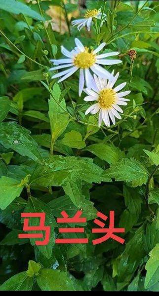 马兰头功效与作用_马兰头怎么吃最好-第3张图片-山城妙识 马兰头功效与作用_马兰头怎么吃最好-第3张图片-山城妙识