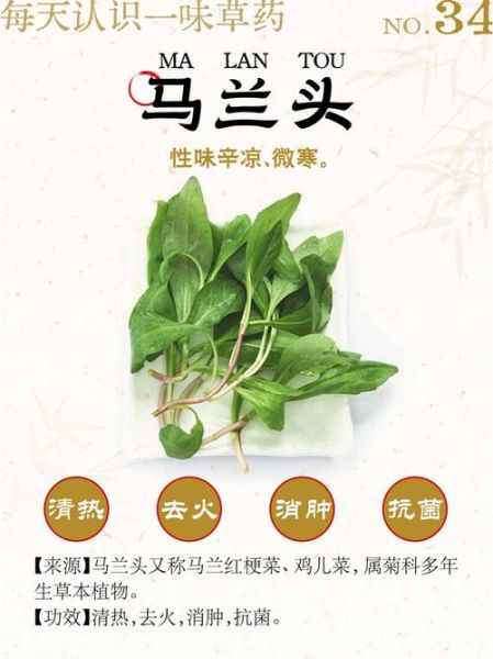马兰头功效与作用_马兰头怎么吃最好-第1张图片-山城妙识 马兰头功效与作用_马兰头怎么吃最好-第1张图片-山城妙识