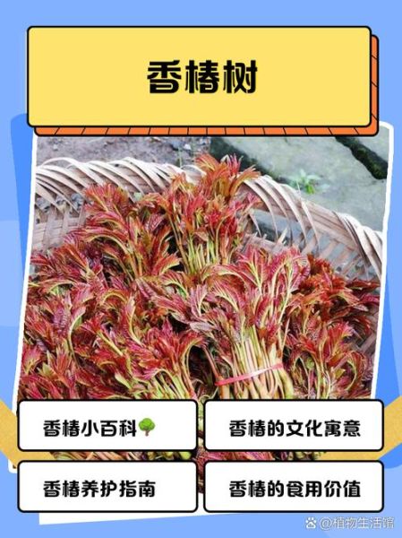 香椿树是大凶还是大吉_风水真相-第1张图片-山城妙识