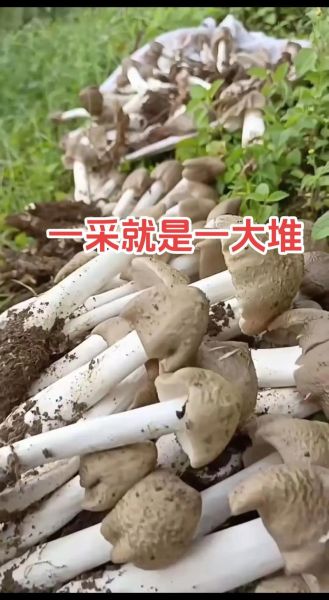 食用菌栽培技术_新手如何种出高产菌菇-第1张图片-山城妙识 食用菌栽培技术_新手如何种出高产菌菇-第1张图片-山城妙识