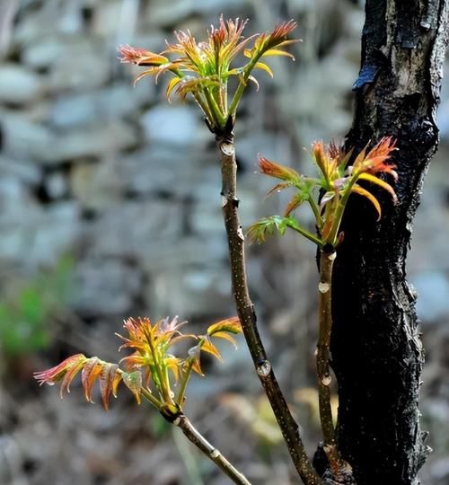 香椿树是大凶还是大吉_风水真相-第2张图片-山城妙识