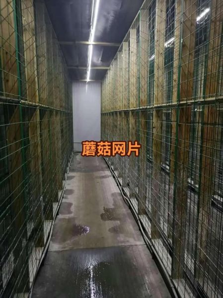 食用菌栽培技术_新手如何种出高产菌菇-第3张图片-山城妙识 食用菌栽培技术_新手如何种出高产菌菇-第3张图片-山城妙识