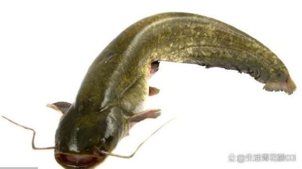 乌江鱼和鲶鱼的区别_哪个更好吃-第1张图片-山城妙识