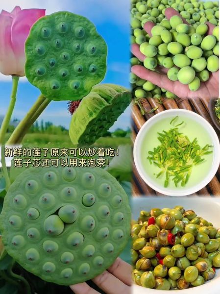 新鲜莲子怎么炒着吃_新鲜莲子炒多久才熟-第2张图片-山城妙识