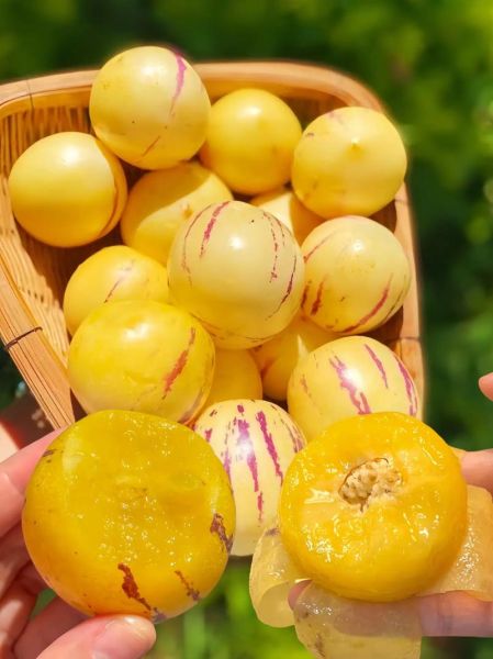 人参果怎么吃才好吃_人参果的吃法大全-第3张图片-山城妙识 人参果怎么吃才好吃_人参果的吃法大全-第3张图片-山城妙识