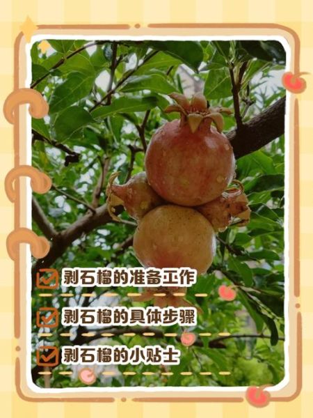石榴怎么剥皮不脏手_石榴快速剥皮技巧-第2张图片-山城妙识
