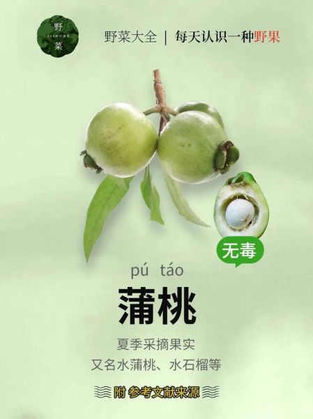 蒲桃为什么没人吃_蒲桃能吃吗-第1张图片-山城妙识