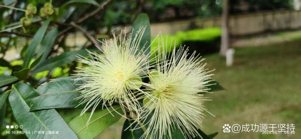 蒲桃为什么没人吃_蒲桃能吃吗-第2张图片-山城妙识