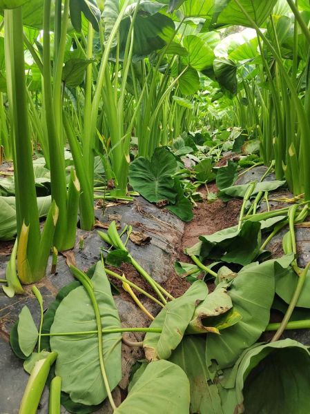 芋梗汤怎么读_芋梗汤的正确读音是什么-第2张图片-山城妙识