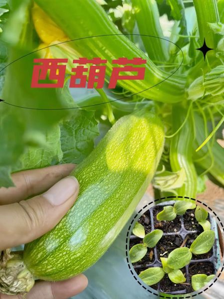 西葫芦和茭瓜的区别_哪个更好吃-第3张图片-山城妙识 西葫芦和茭瓜的区别_哪个更好吃-第3张图片-山城妙识