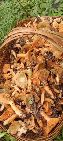 可食用野生菌图片大全_哪些野生菌可以吃-第1张图片-山城妙识 可食用野生菌图片大全_哪些野生菌可以吃-第1张图片-山城妙识