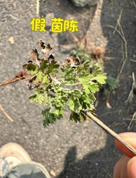 茵陈长什么样_茵陈图片如何辨别真假-第1张图片-山城妙识 茵陈长什么样_茵陈图片如何辨别真假-第1张图片-山城妙识