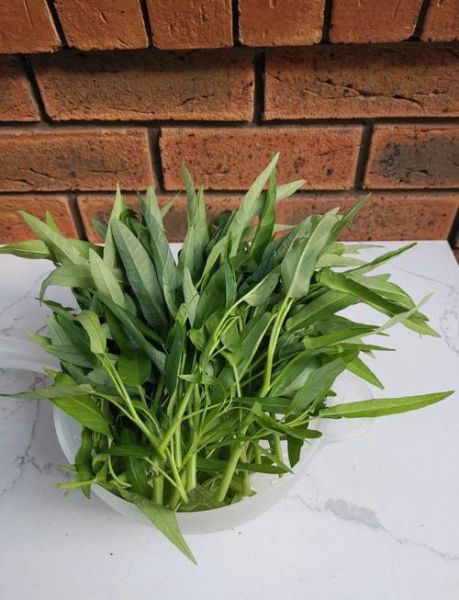 通菜什么时候种植_通菜种植最佳时间-第1张图片-山城妙识