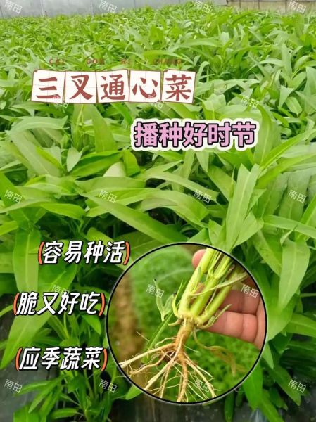 通菜什么时候种植_通菜种植最佳时间-第2张图片-山城妙识