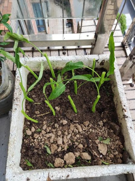 通菜什么时候种植_通菜种植最佳时间-第3张图片-山城妙识