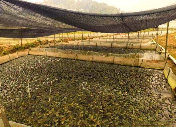 牛蛙养殖技术_牛蛙养殖场怎么建-第2张图片-山城妙识 牛蛙养殖技术_牛蛙养殖场怎么建-第2张图片-山城妙识