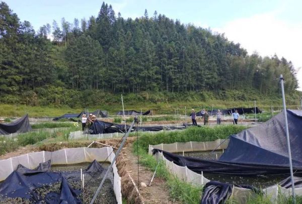 牛蛙养殖技术_牛蛙养殖场怎么建-第1张图片-山城妙识 牛蛙养殖技术_牛蛙养殖场怎么建-第1张图片-山城妙识