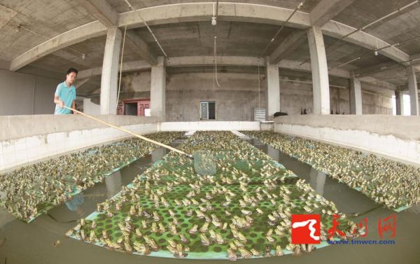 牛蛙养殖技术_牛蛙养殖场怎么建-第3张图片-山城妙识 牛蛙养殖技术_牛蛙养殖场怎么建-第3张图片-山城妙识