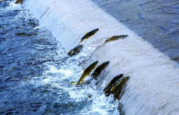 湟鱼图片_湟鱼长什么样-第3张图片-山城妙识