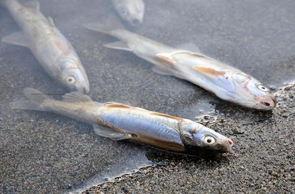 湟鱼图片_湟鱼长什么样-第2张图片-山城妙识