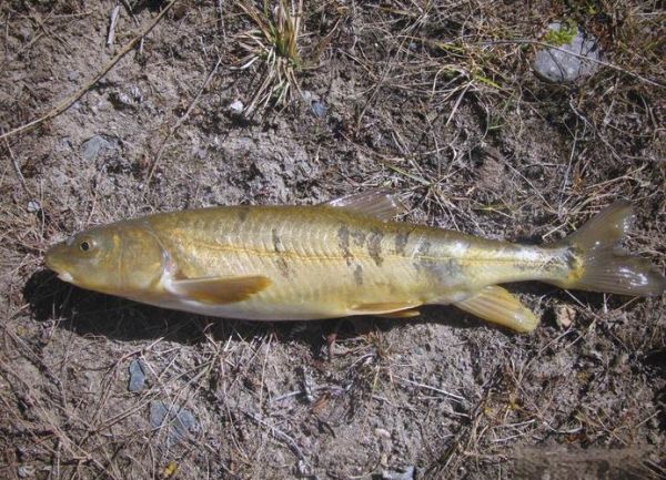 湟鱼图片_湟鱼长什么样-第1张图片-山城妙识