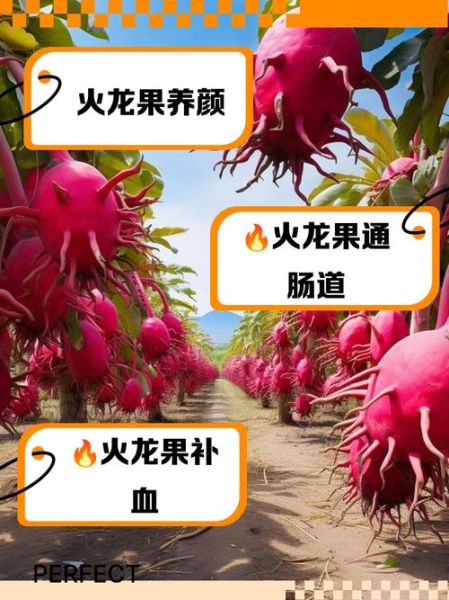 火龙果的功效与作用_火龙果怎么吃最减肥-第3张图片-山城妙识