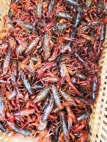 活小龙虾怎么挑选_活小龙虾图片实拍怎么看新鲜度-第1张图片-山城妙识 活小龙虾怎么挑选_活小龙虾图片实拍怎么看新鲜度-第1张图片-山城妙识