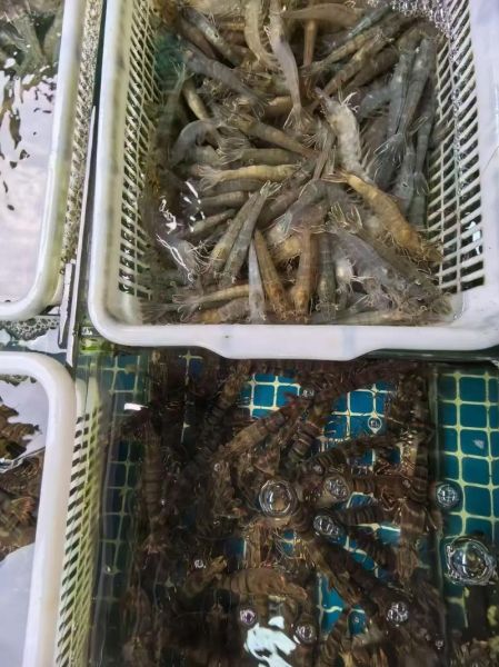 活小龙虾怎么挑选_活小龙虾图片实拍怎么看新鲜度-第3张图片-山城妙识 活小龙虾怎么挑选_活小龙虾图片实拍怎么看新鲜度-第3张图片-山城妙识