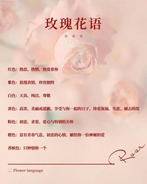 送女朋友什么花最浪漫_50种鲜花花语大全-第3张图片-山城妙识