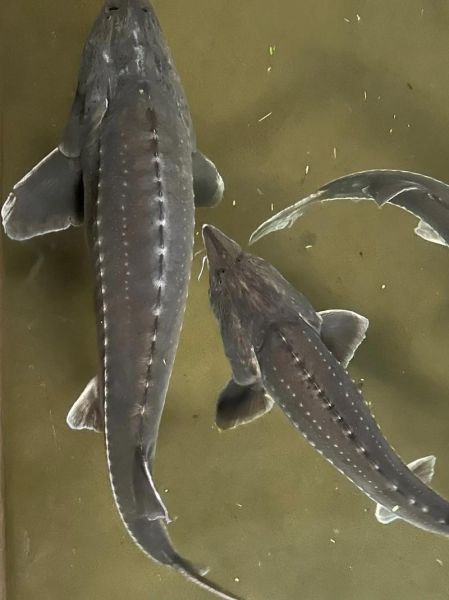 中国鲟鱼图片_中华鲟长什么样-第1张图片-山城妙识