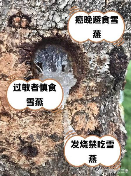 雪燕的功效与作用禁忌_哪些人不适合吃雪燕-第3张图片-山城妙识