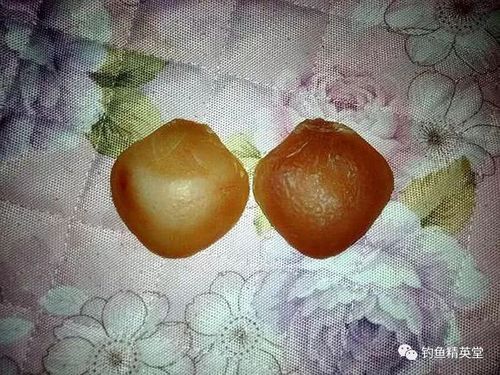 真正的鱼宝长什么样_鱼宝图片真假辨别-第1张图片-山城妙识 真正的鱼宝长什么样_鱼宝图片真假辨别-第1张图片-山城妙识